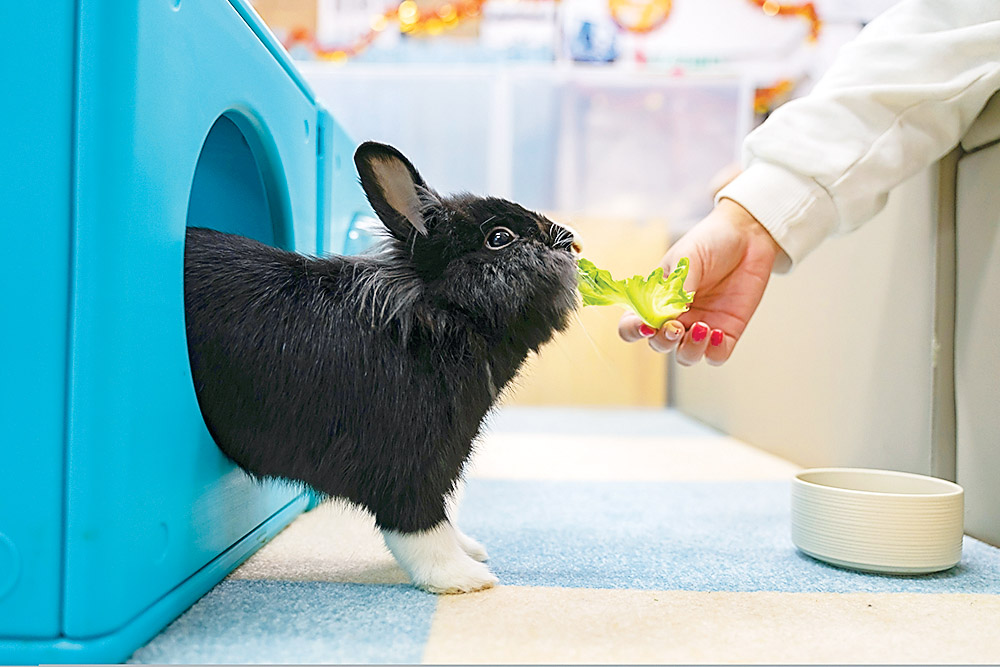 Rabbits enjoy bunny resort | News, Sports, Jobs - Altoona Mirror